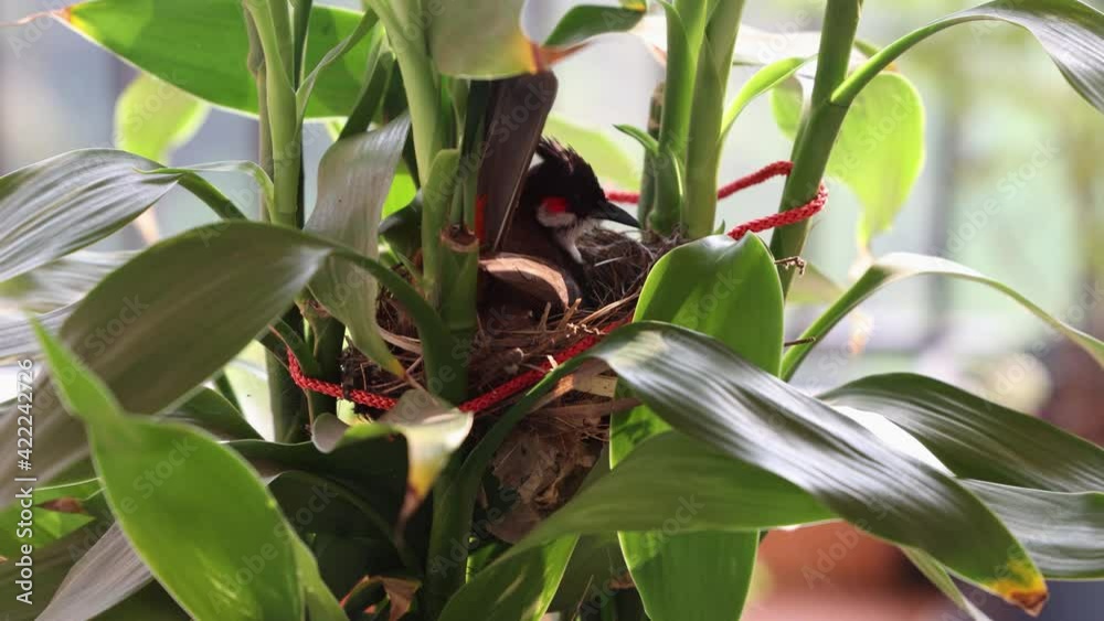 Bird making nest , laying egg in nest in indoor plant red-whiskered ...