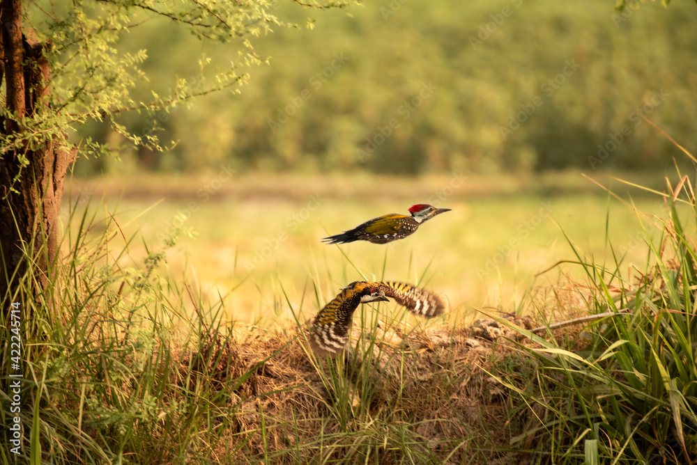bird in flight, The black-rumped flameback, also known as the lesser ...