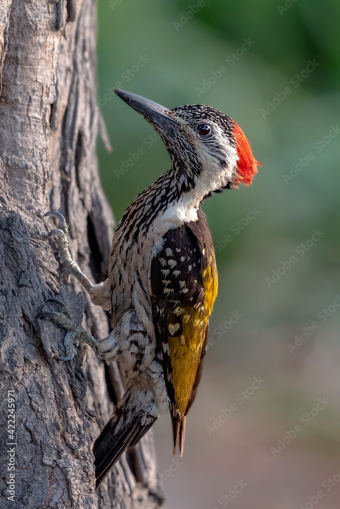 The black-rumped flameback, also known as the lesser golden-backed ...