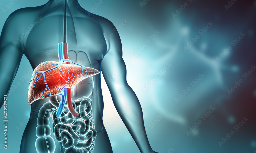 Human Liver Diagram Human Body