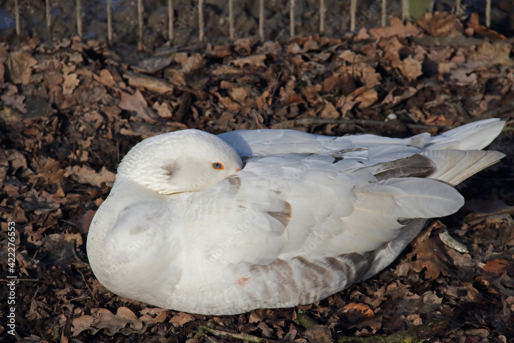 Hausgans Stock Photo | Adobe Stock