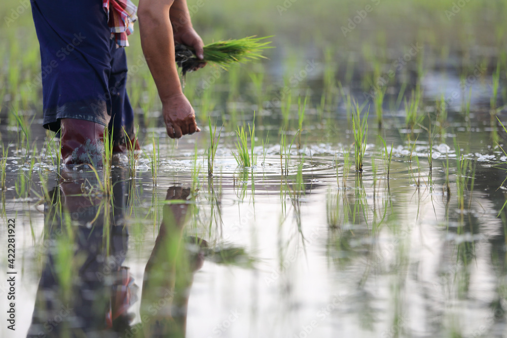 Farmer rice planting on water Stock Photo | Adobe Stock