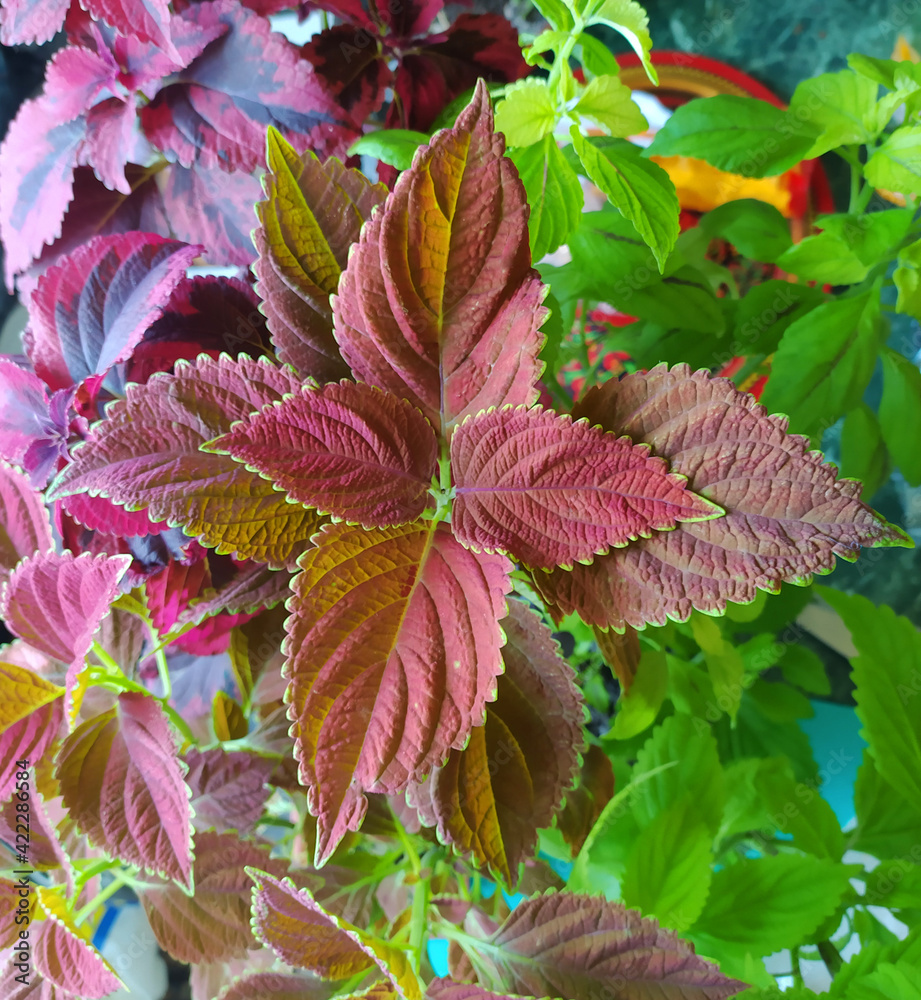Coleus plant, orange-colored nettle with green border. Painted leaves ...