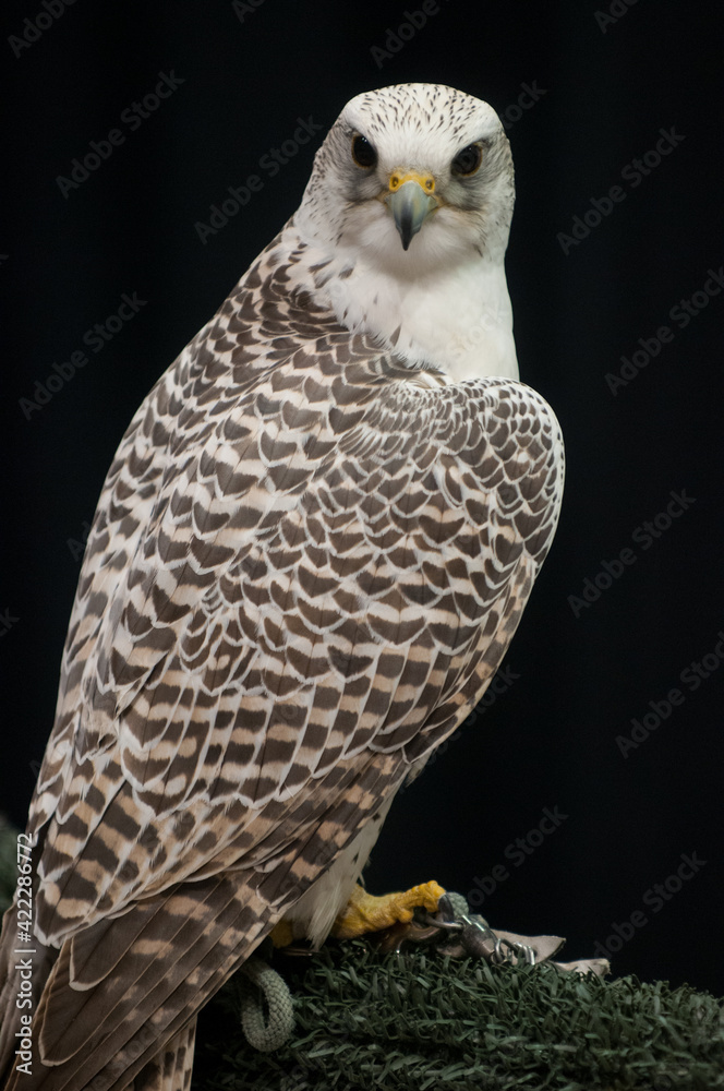 Hybrid Gyr-perigrine falcon close up Stock Photo | Adobe Stock