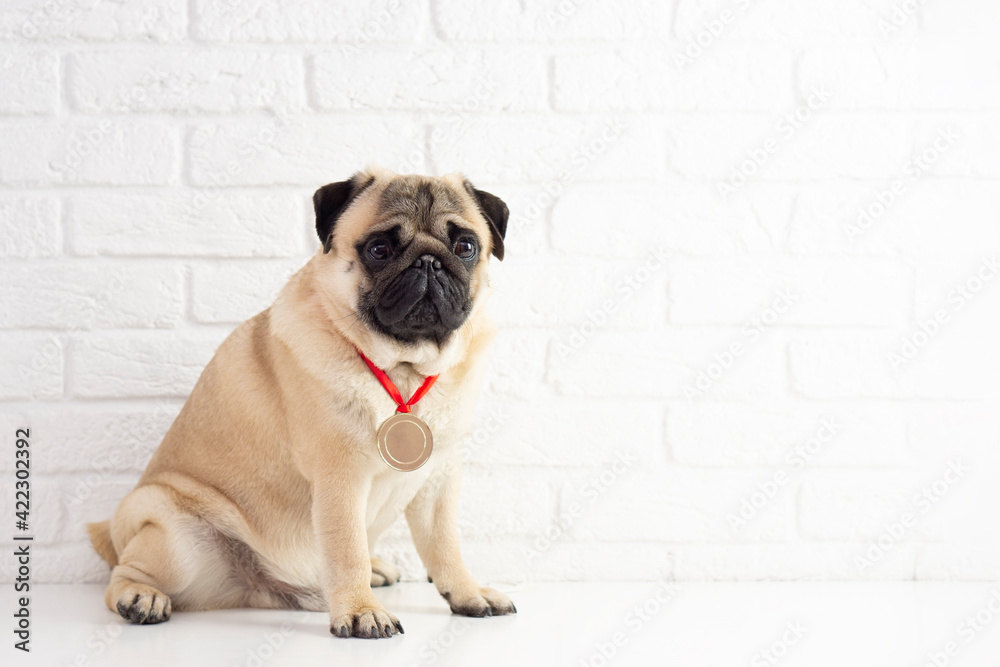 Smiling winner Pug dog with gold medal on white brick background with ...