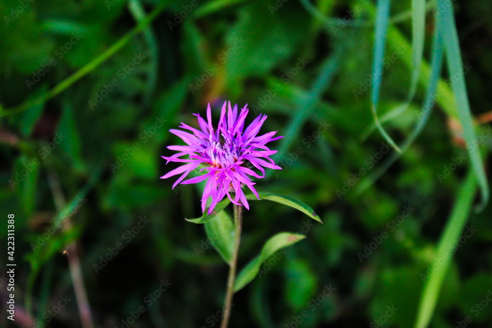 Flower of Centaurea nigra, lesser knapweed, common knapweed, black ...