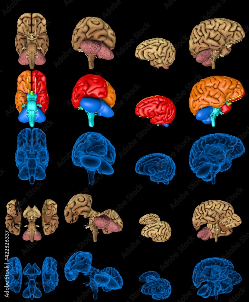 100 megapixels set - human brain with rontgen style image and ...