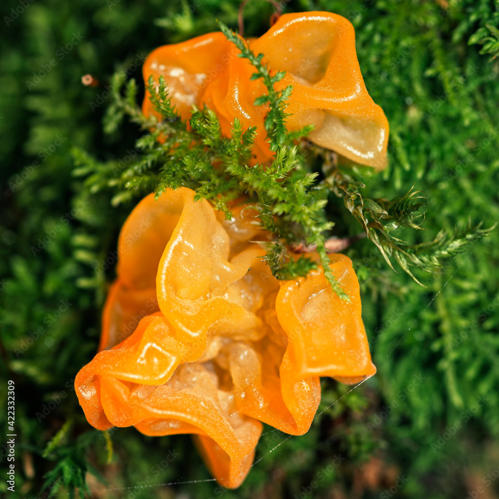 Tremella mesenterica mushroom (yellow brain, golden jelly fungus ...