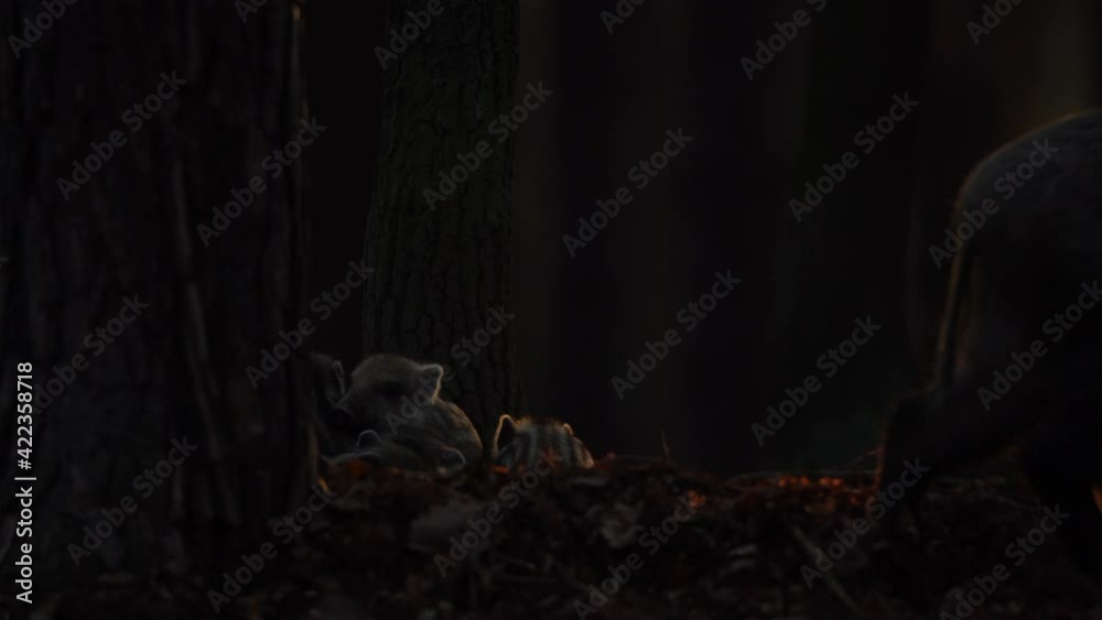 Vidéo Stock Closeup young wild boars Sus scrofa family, calm piggy ...