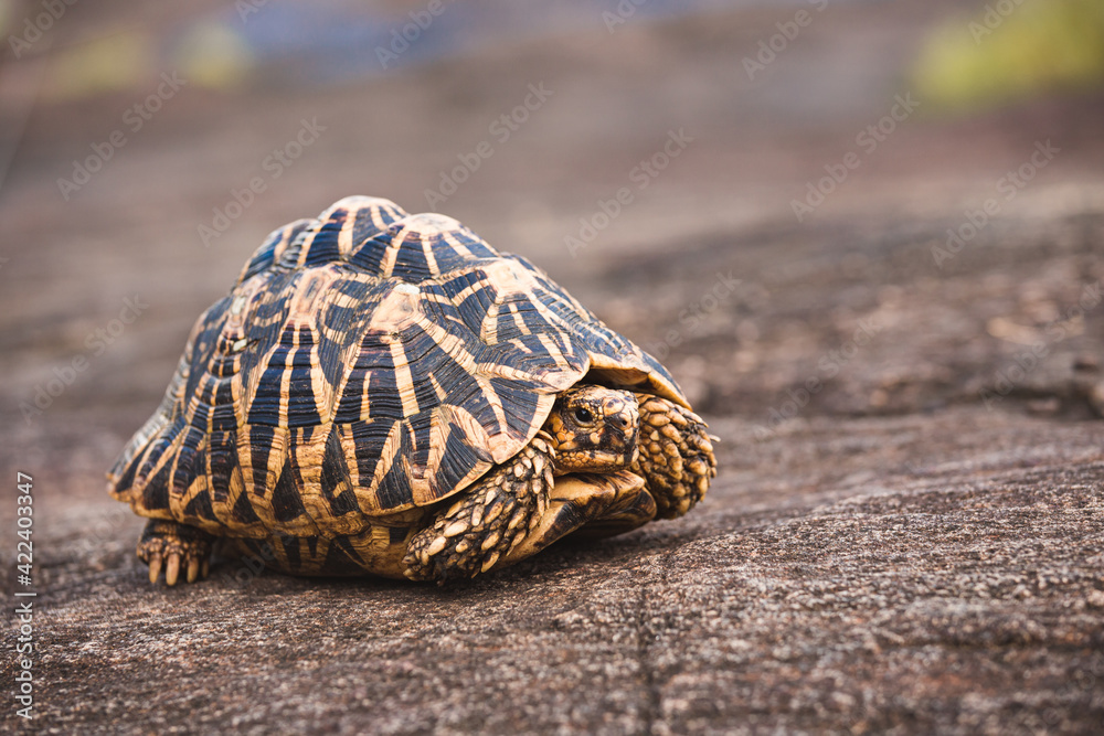 The Indian star tortoise a threatened species of tortoise found in dry ...