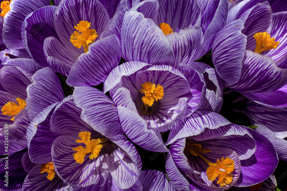 First crocus flower of spring. It is a genus of flowering plants in the ...