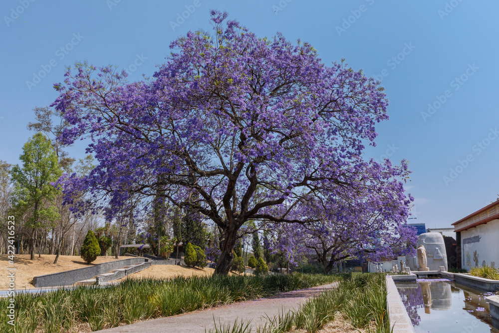 Árbol de Jacaranda en la Ciudad de México con el cielo azul y plantas ...