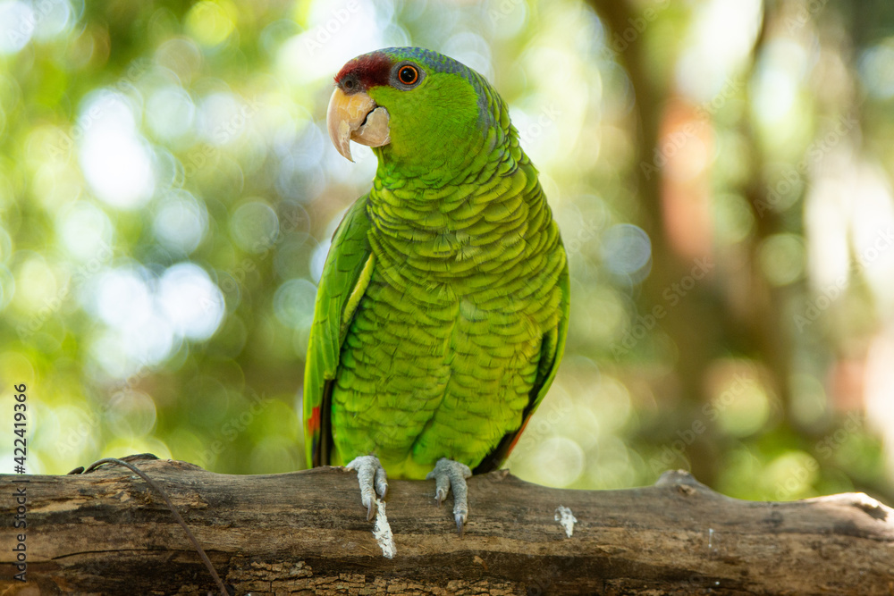 PERICOS MEXICANOS Stock Photo | Adobe Stock