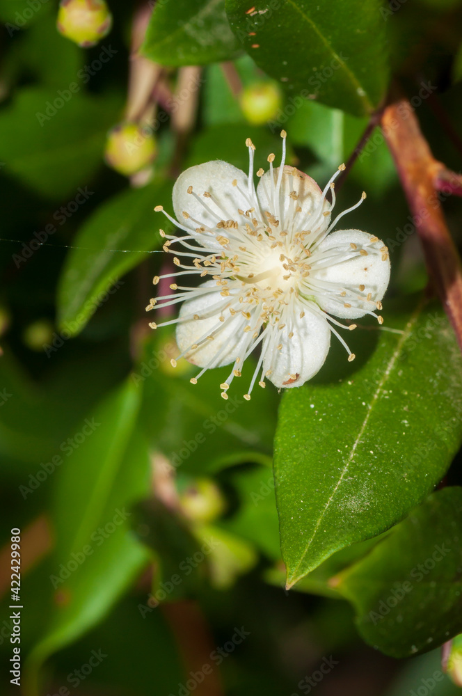 Foto de Mirto o Arrayán (Myrtus communis). Vista de cerca de una flor ...