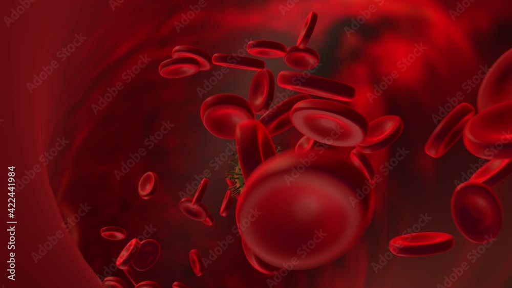 Realistic animation. red blood cells in an artery, flow inside body ...