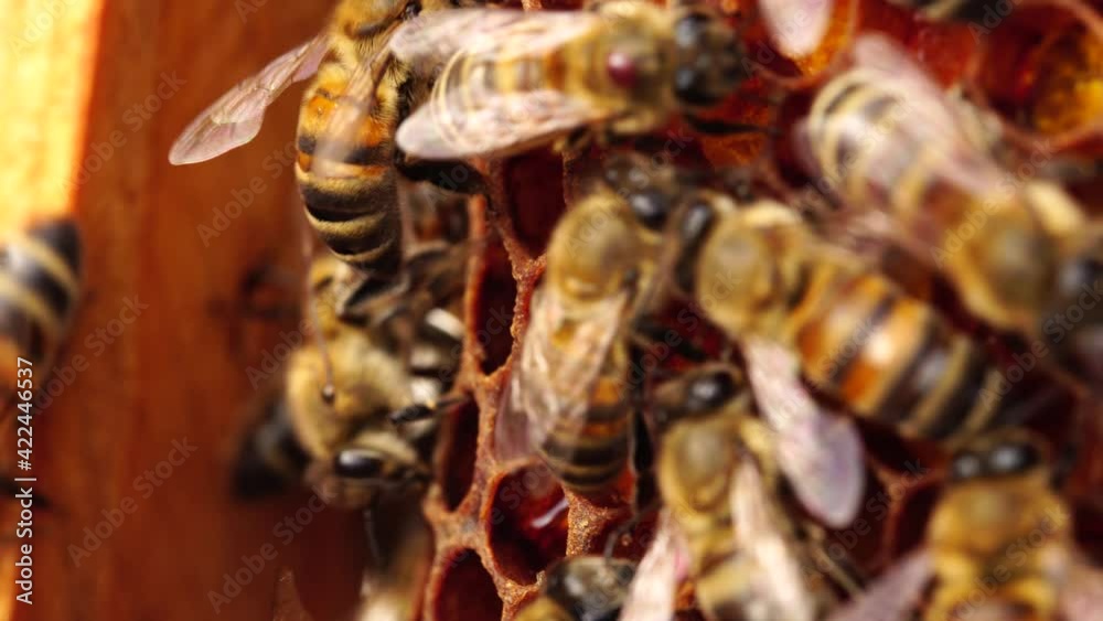 Varroa destructor (Varroa mite) on a honey bee host. The Varroa in a ...