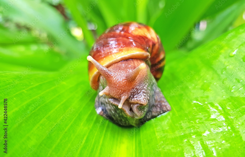 Giant African land snail. Achatina fulica. Large snail on a green ...