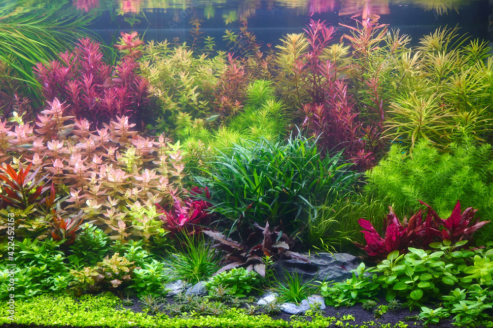 Colorful aquatic plants in aquarium tank with Nature Dutch style ...