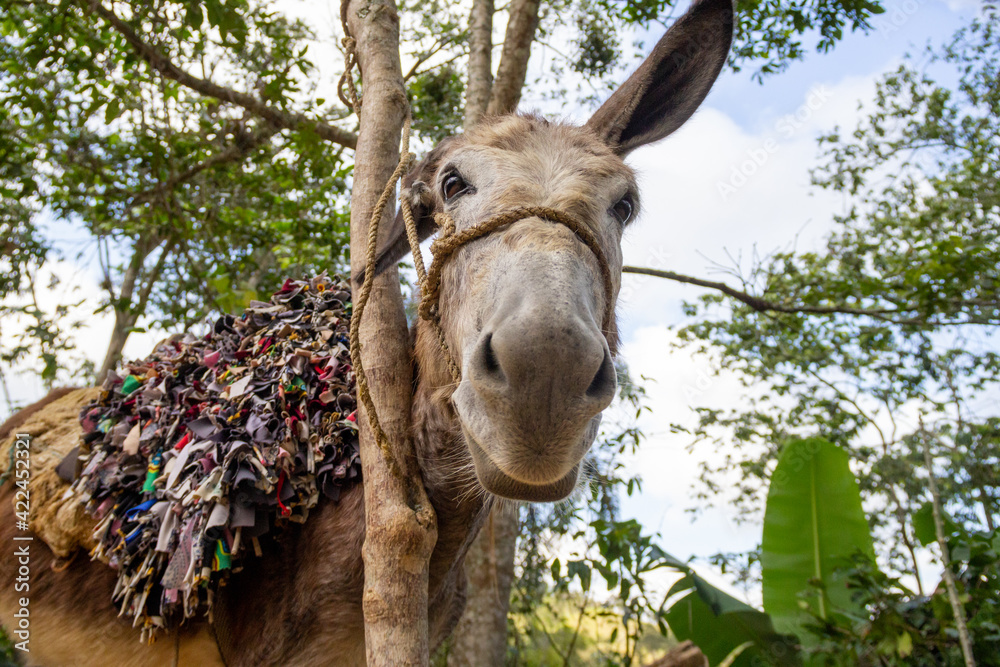 burro marrón en el campo, animales de granja libres, jarabacoa ...