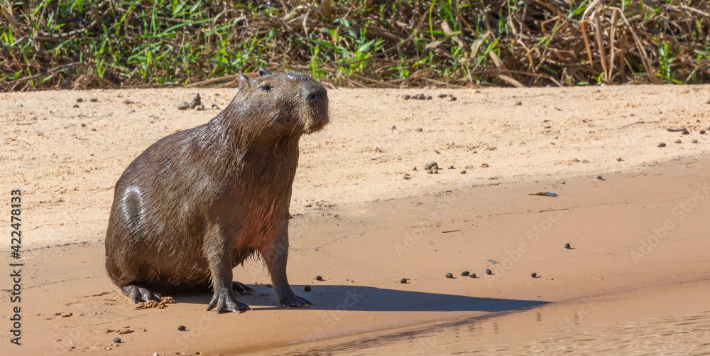 Foto de Capybara sitting on the shore of the Rio Sao Lourenco in the ...