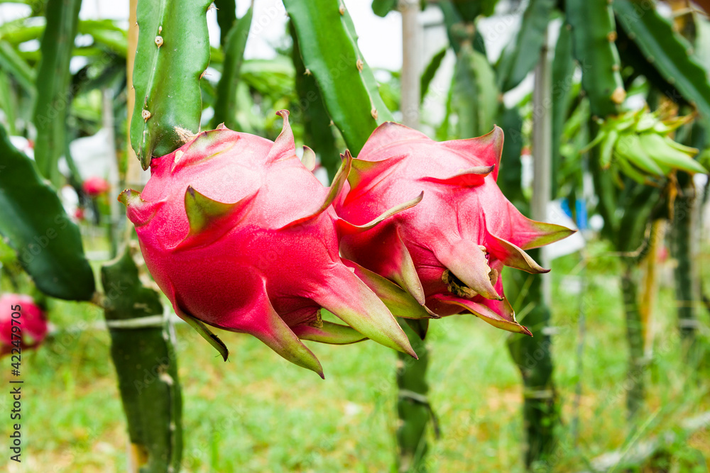 ripe pitahaya fruit growing on the pitahaya tree in Taiwan. Stock Photo ...