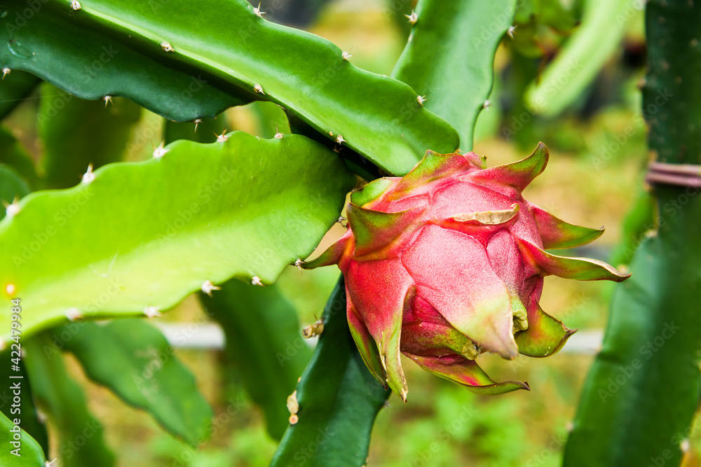 Ripe pitahaya fruit growing on the pitahaya tree in Taiwan. Stock Photo ...