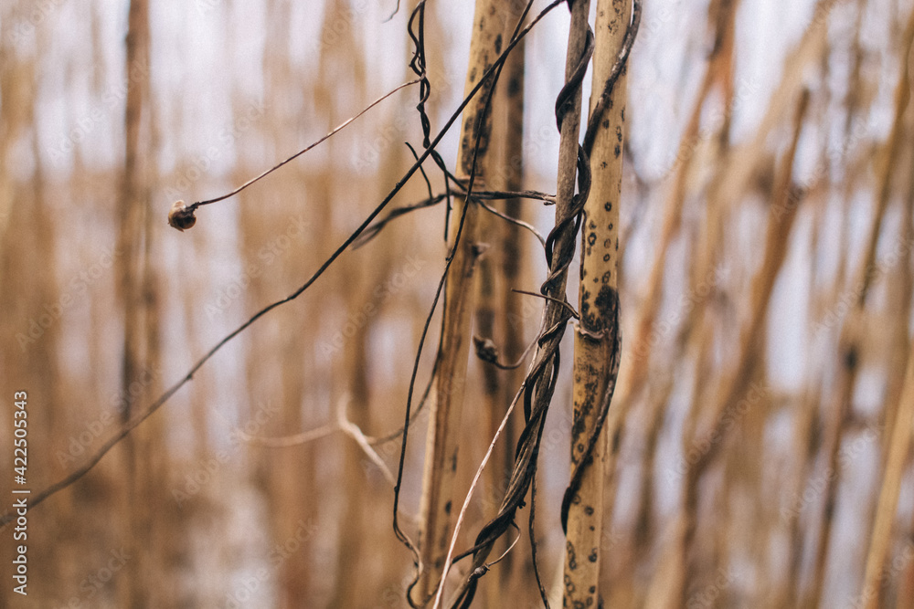 Reed texture closeup. Blurred background and reed stalks create a ...