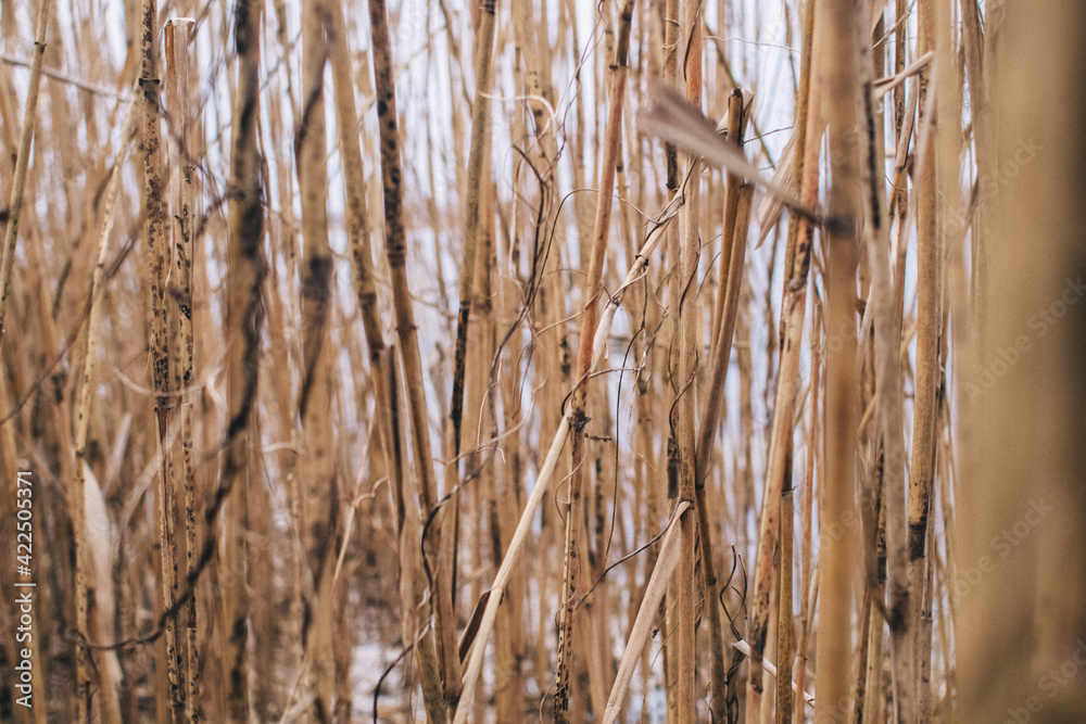 Fotka „Reed texture closeup. Blurred background and reed stalks create ...