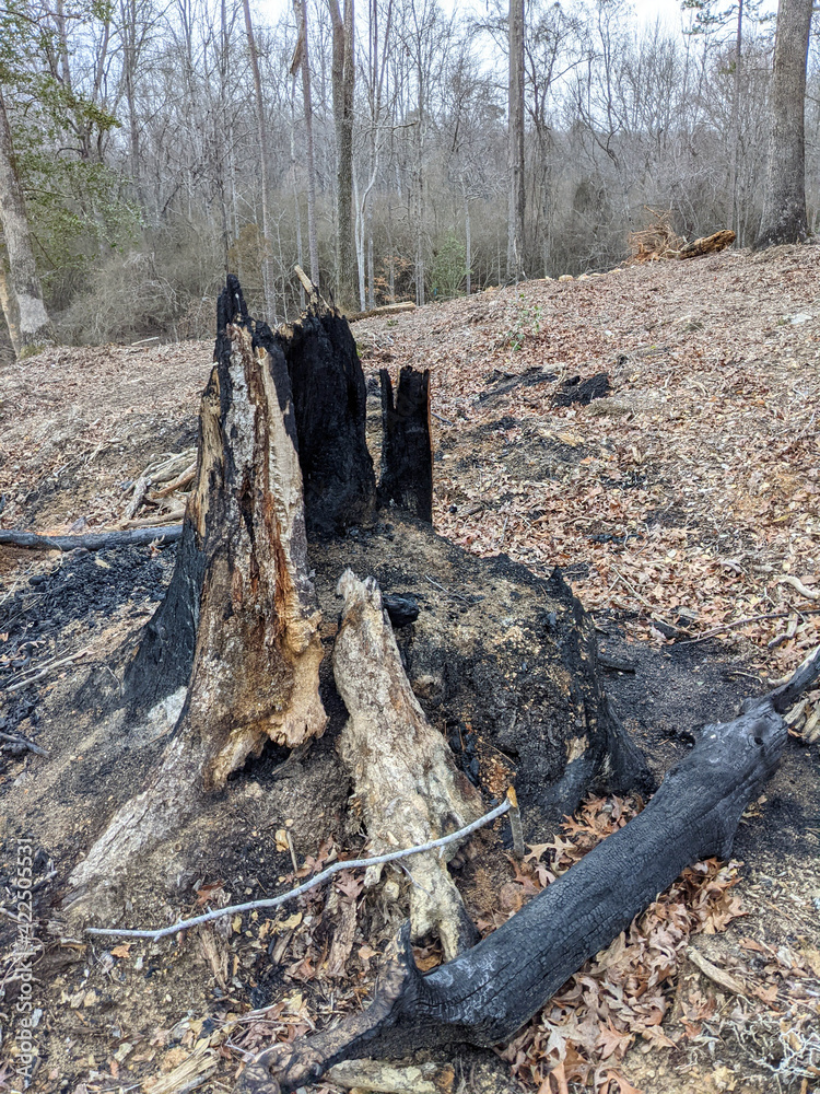 Bottom, Survived Part of Very Old and Big Oak Tree Burned in Fire Stock ...