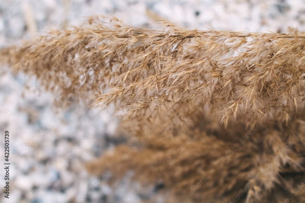 Reed texture closeup. Blurred background and reed stalks create a ...