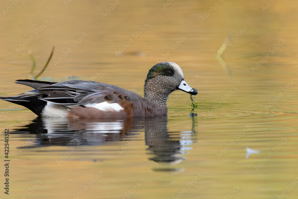 Male american wigeon duck with a plant hanging from its bill, swimming ...