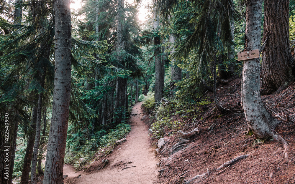 The sun shines through the pine trees of the Lake Ann Trail with the ...