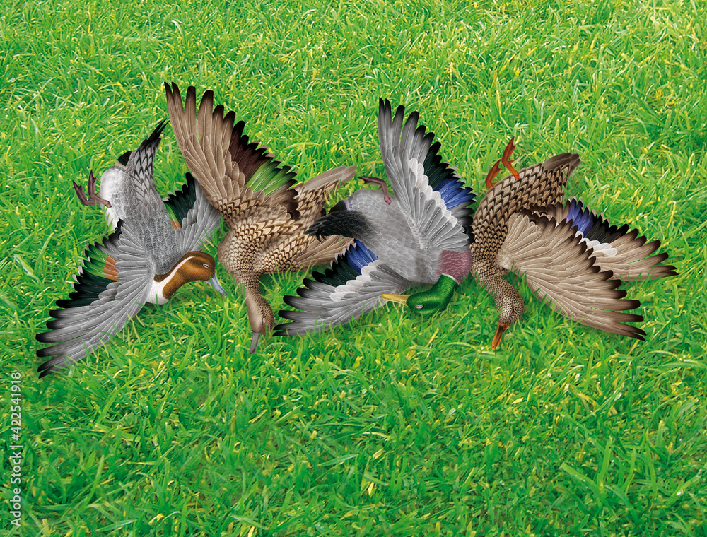 la chasse, tirer, canard, colvert- pilet, nature morte, femelle, mâle ...