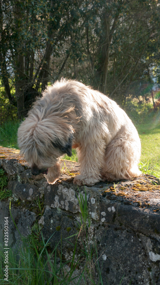 Perro peludo beige sobre muro de piedra en un parque Stock Photo ...