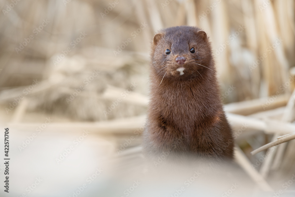 An American Mink pops out of cattails edging a wetland at Rouge ...