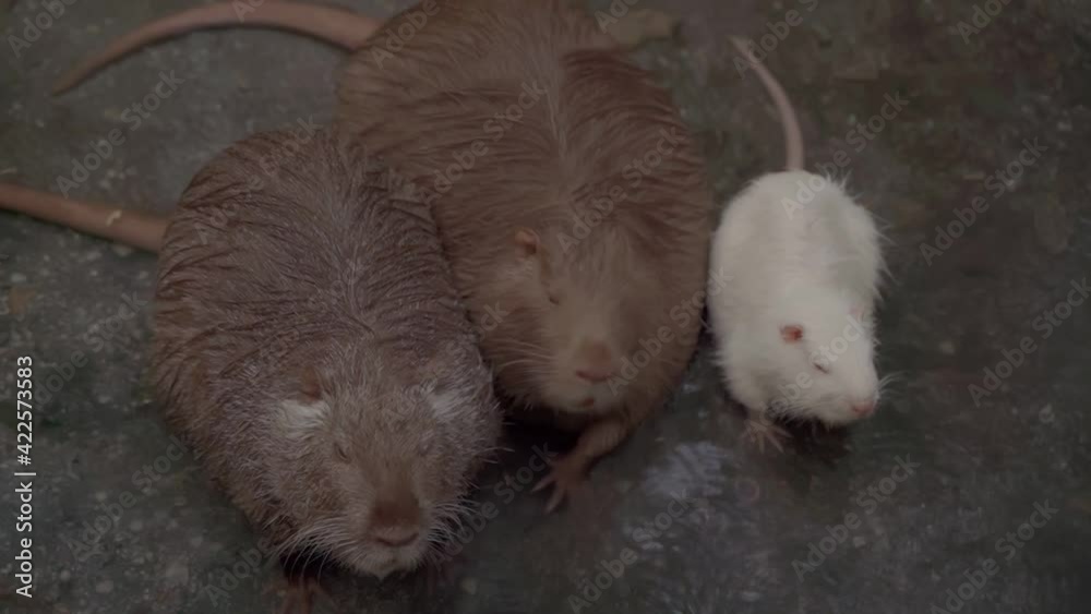 Cute family of nutria lies in the water in the rain. grooming each ...
