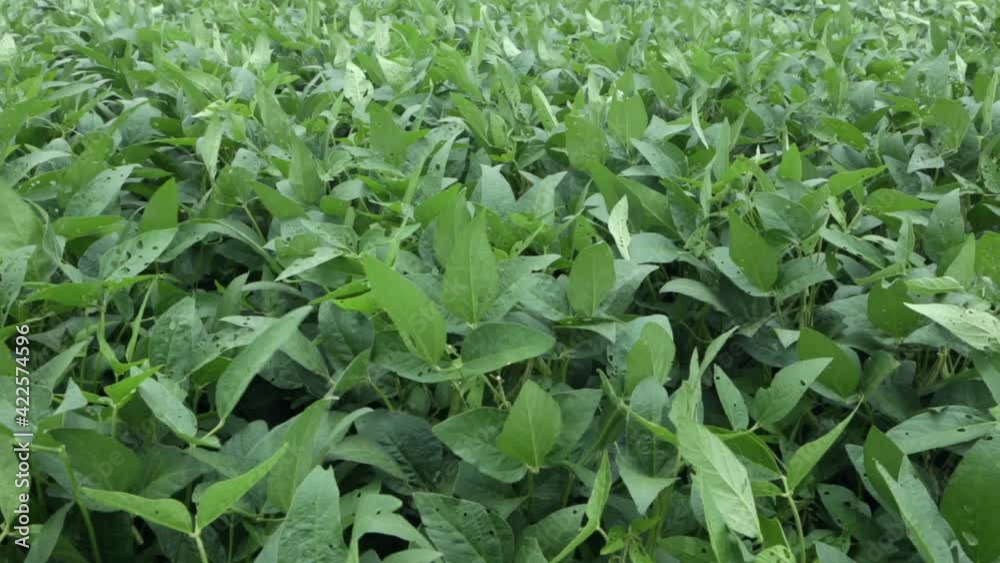 Vidéo Stock Close up of soy leaves and plants in a soybean farm ...