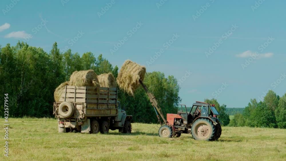 Harvesting hay. Tractor loading hay bales on a trailer. Pressing straw ...