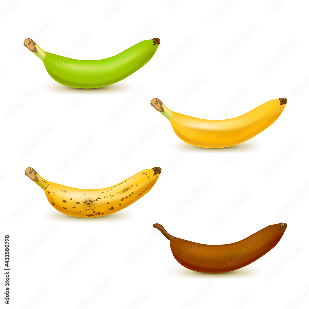 Realistic banana ripeness chart vector illustration. Set of 4 different ...