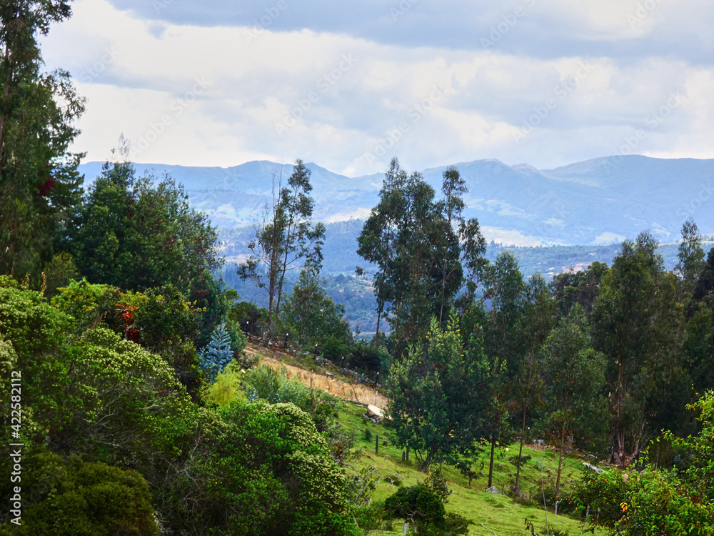 Plantas y árboles sobre la colina inclinada Stock Photo | Adobe Stock
