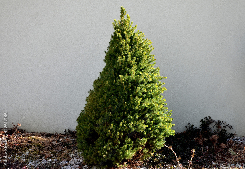 this dwarf white spruce. Its natural shape is almost regularly conical ...