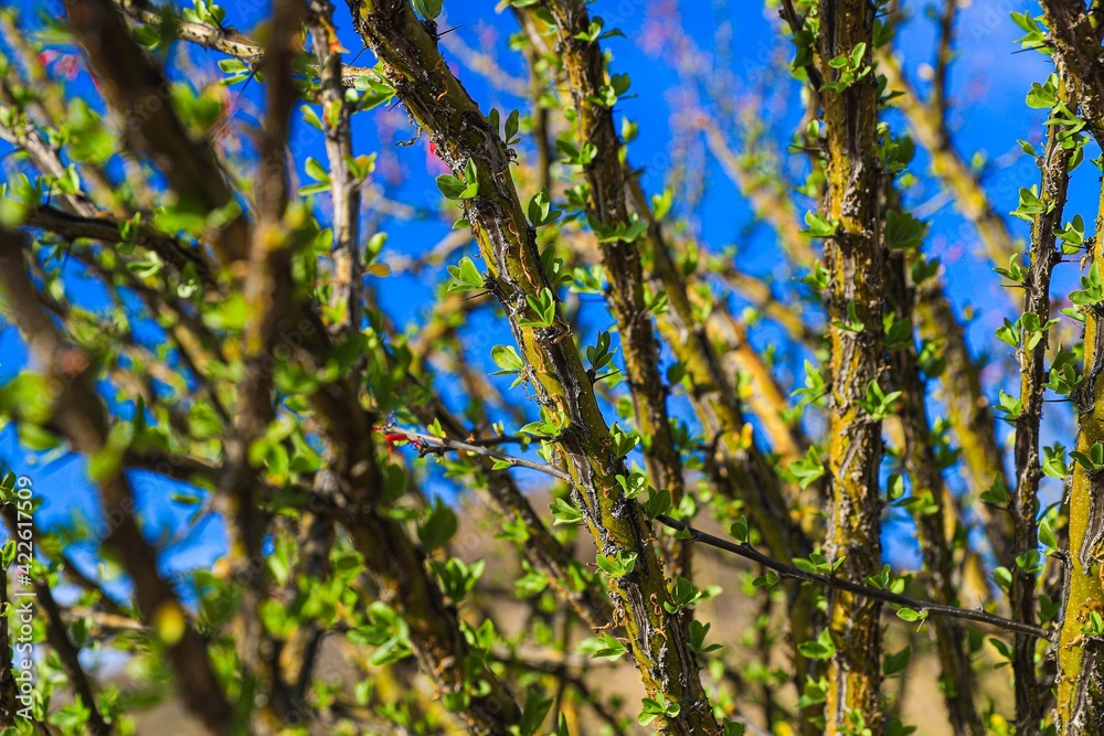 Ocotillo plant Fouquieria splendens, Fouquieriaceae. shrub formed of ...