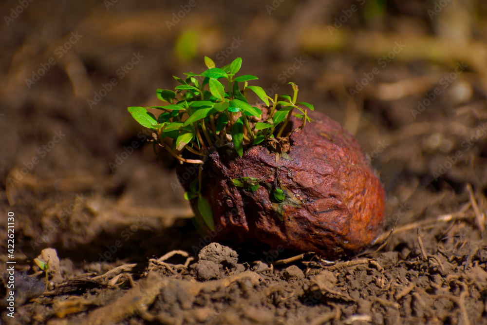 Germinación de semillas de una guayaba en descomposición Stock Photo ...