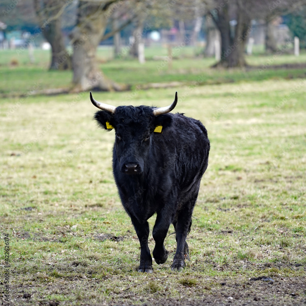 Black cow with horns. Dexter cattle are a breed of cattle originating ...