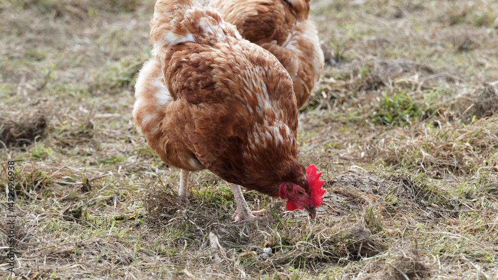 Poule Lohmann Brown au plumage roux picorant l'herbe à la recherche d ...