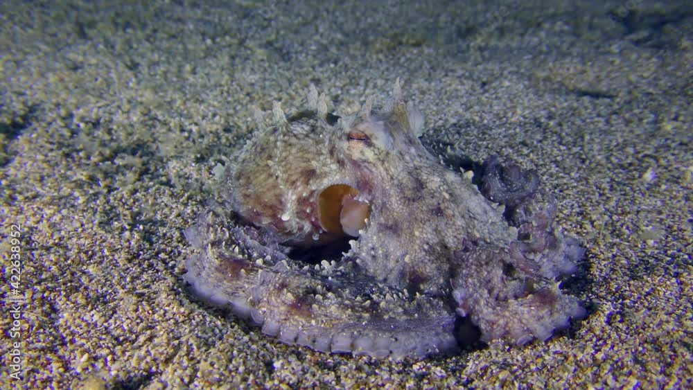 Marine life: Common octopus (Octopus vulgaris) lies at the bottom with ...