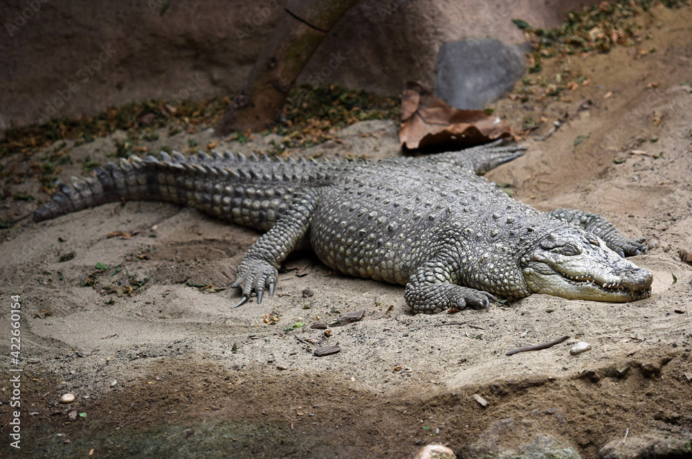 Krokodil im Zoo Schmiding, Krenglbach, Oberösterreich, Österreich ...
