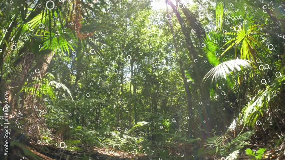 Rain forest plants making oxygen (O2) from carbon dioxide (CO2 ...
