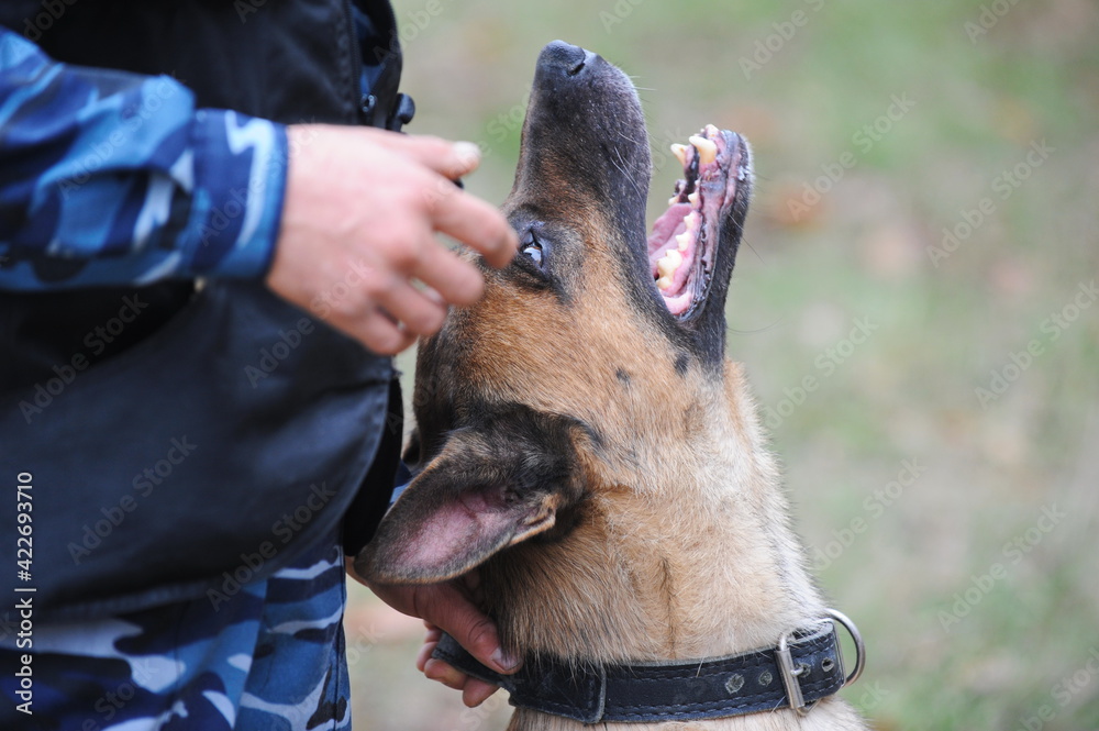 The service dog performs the command of the dog handler in training ...