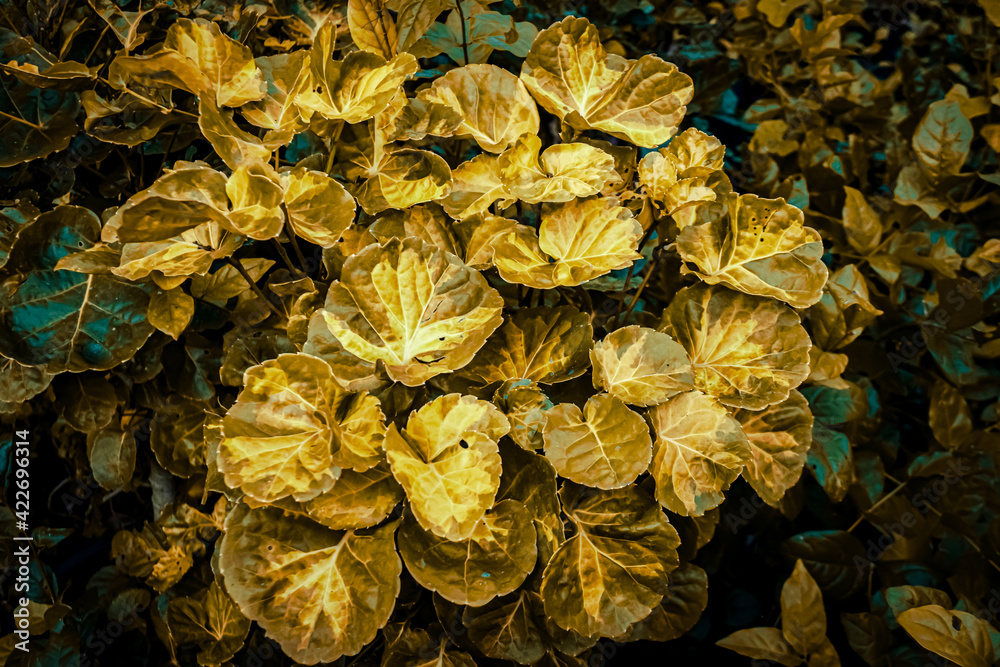 Exclusive Rare Vibrant Golden Color of Leaves Beautiful Garden Species ...